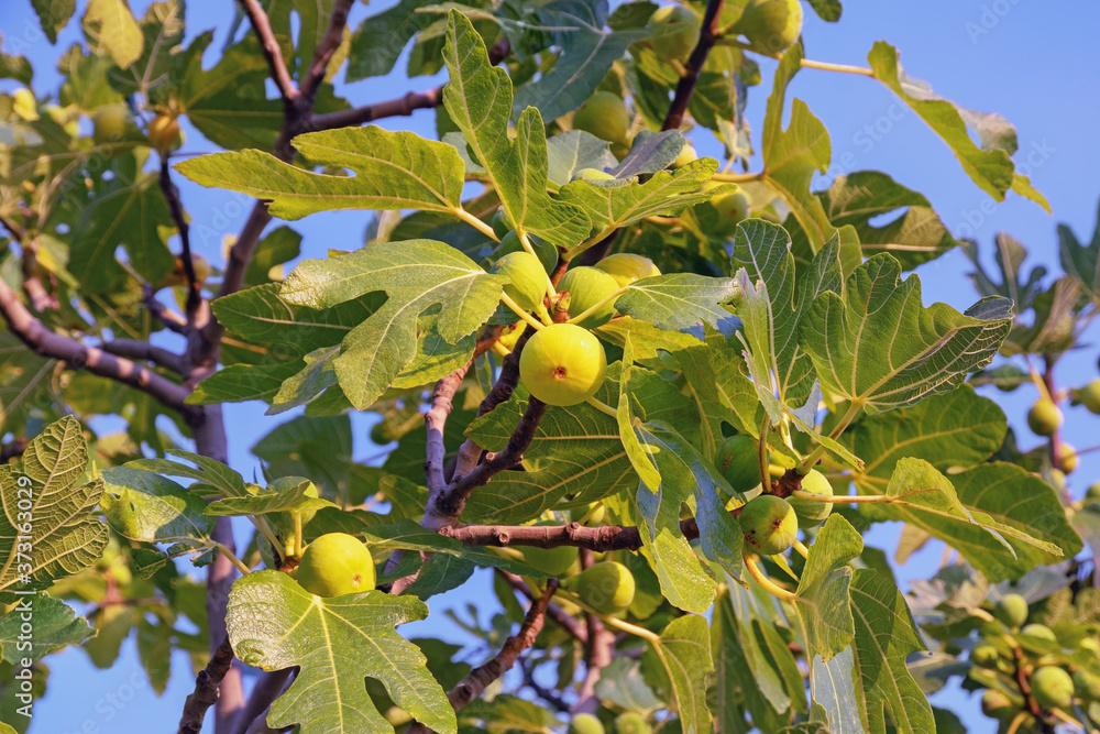Branches of fig tree (Ficus carica) with leaves and fruits on blue sky ...