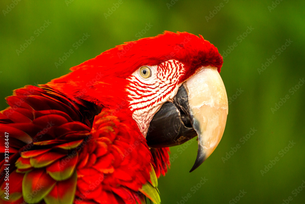 A green-winged macaw, also known as the red-and-green macaw, is a large ...