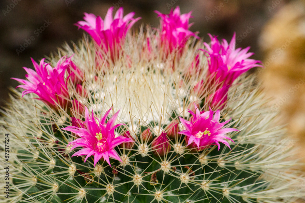 Exotic flora. Mammillaria spinosissima, also known as Spiny Pincushion ...