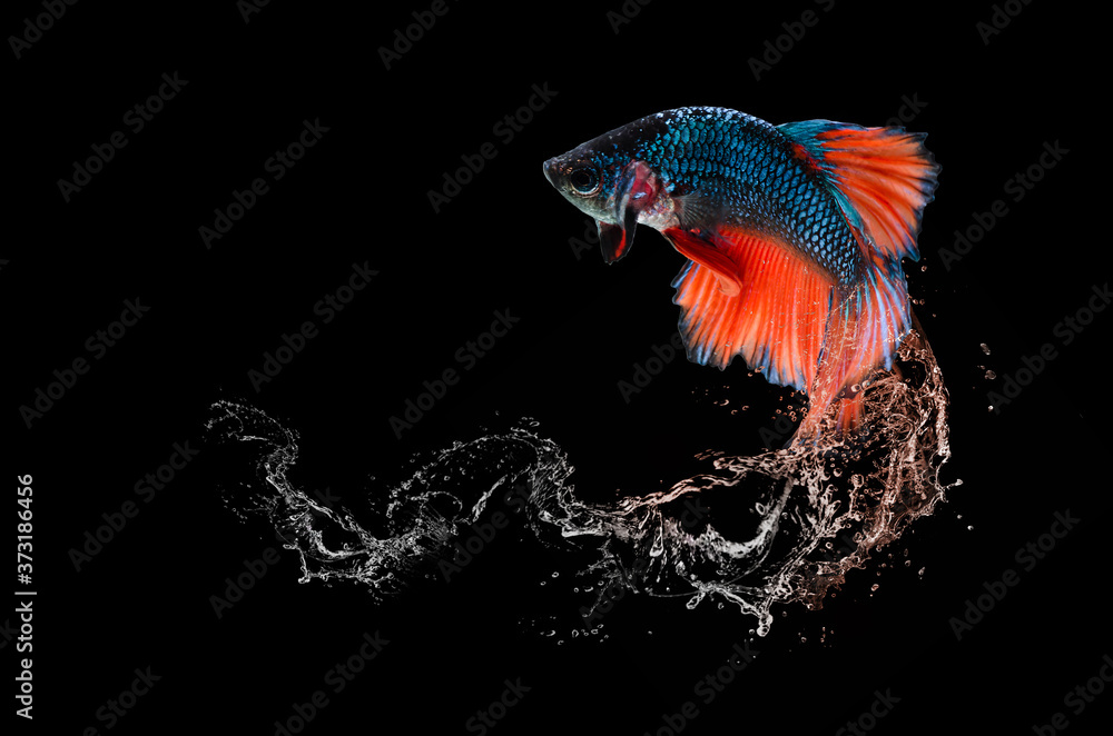 betta fish jumping out of water splash on black background Stock Photo ...