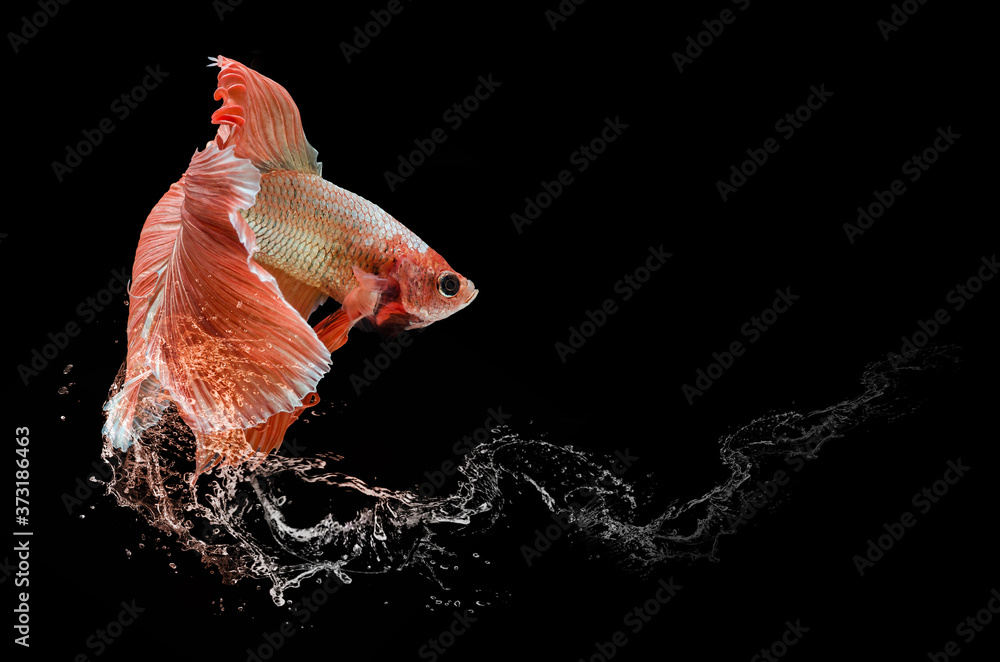 betta fish jumping out of water splash on black background Stock Photo ...
