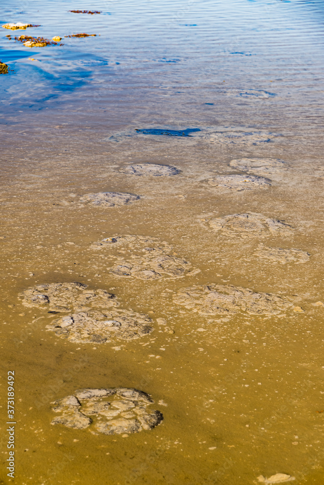 These rock like structures stromatolites on the edge of Lake Thetis are ...