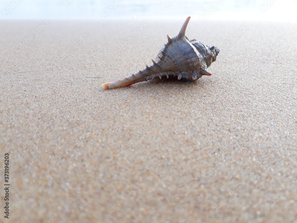 Foto de shell on the beach, seashell on the Indian Ocean beach, Indian ...