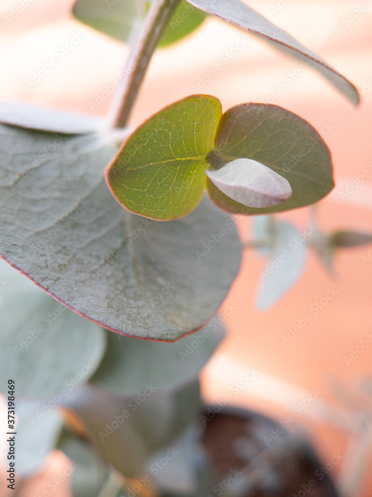 Eucalyptus pulverulenta also known as Dwarf Baby Blue Eucalyptus or silver dollar plant growing ...