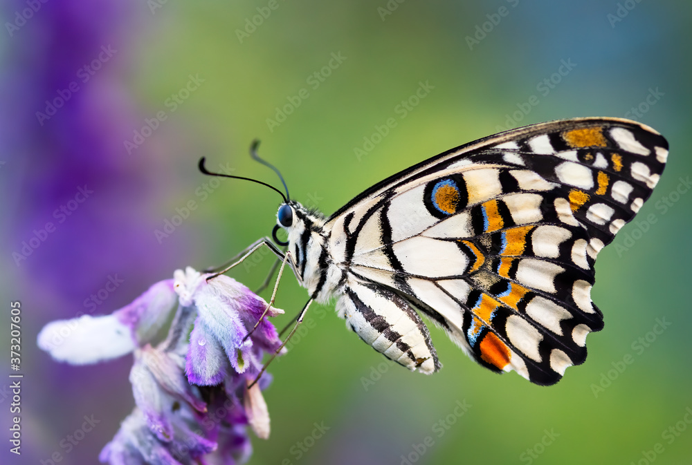 Checkered Swallowtails Landing On A Purple Flower. The Papilio demoleus ...