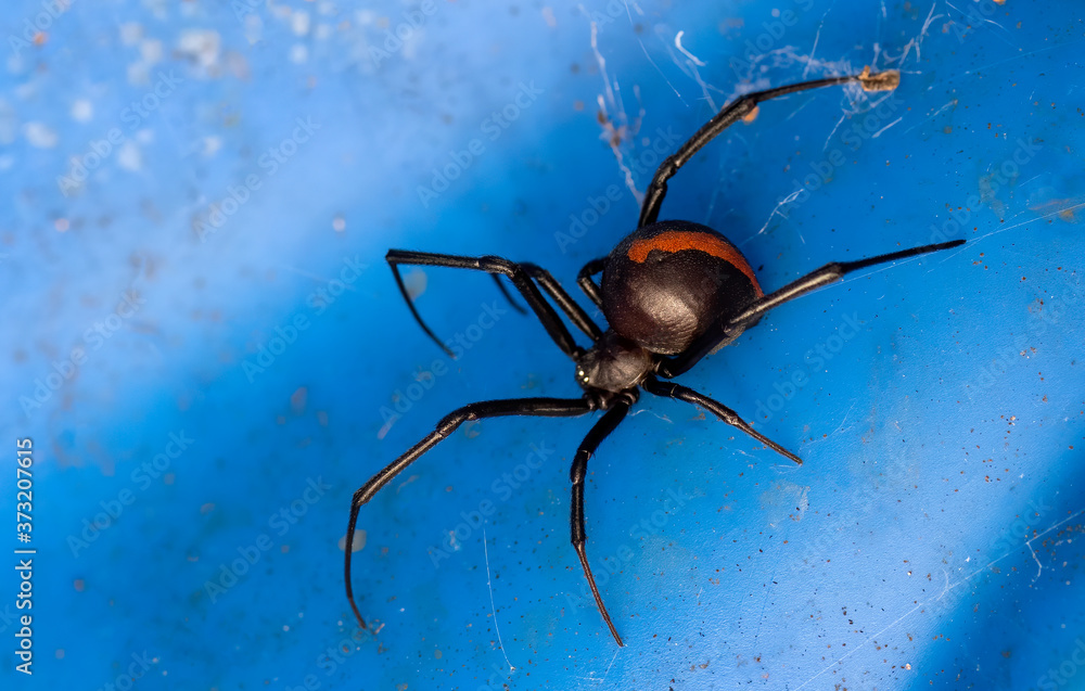 Redback Spider Australian Redback Spider, also known as the Australian ...