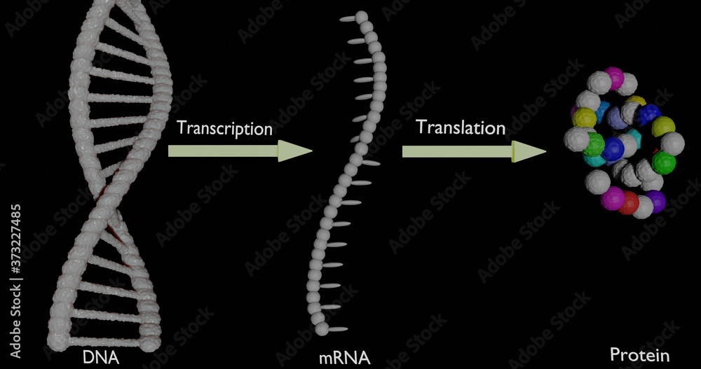 Protein Synthesis 3d Model