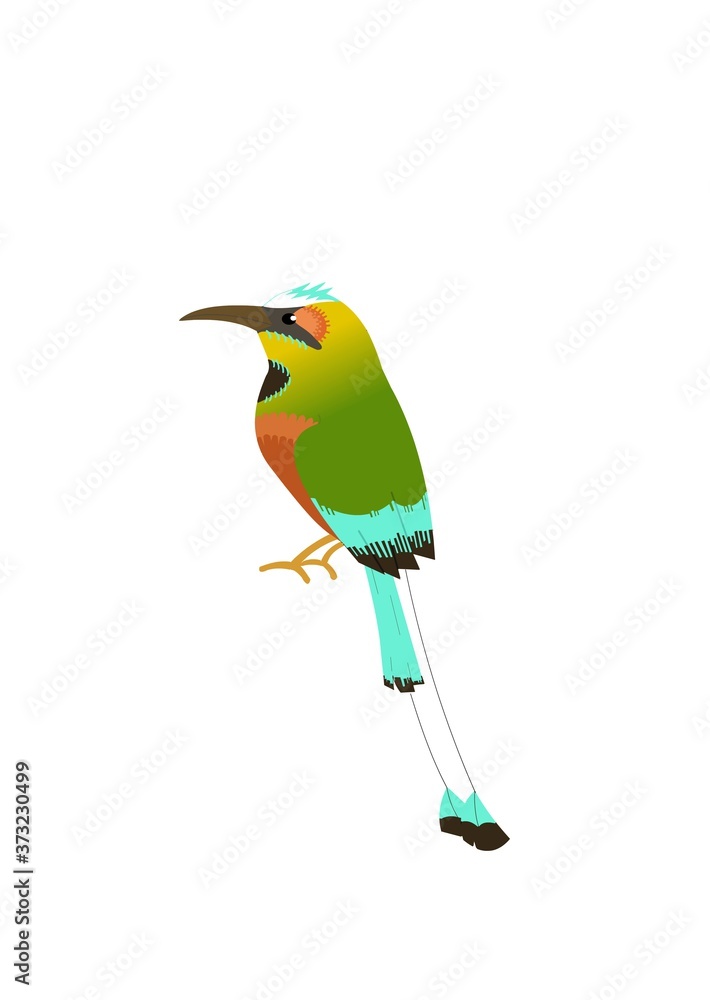 illustration of bird torogoz isolated on white background Stock ...