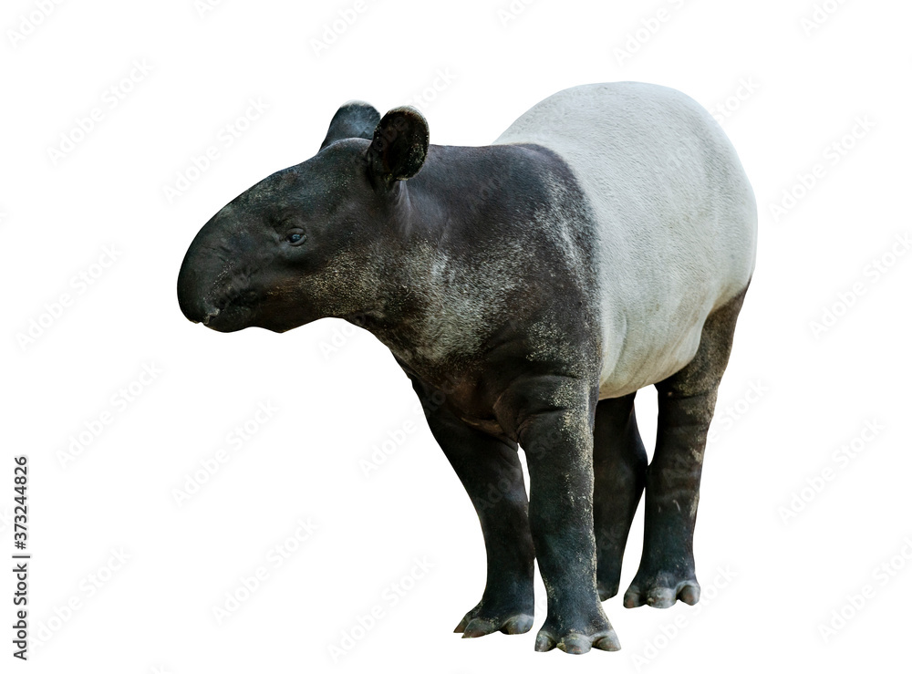 Portrait Malayan tapir or Asian tapir, isolated Malayan tapir on white ...