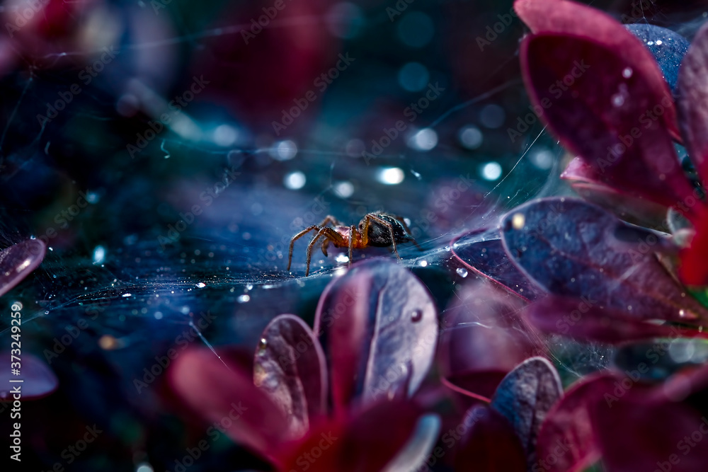 spider walking on a cobweb . A spider walking on its web, spider's web ...