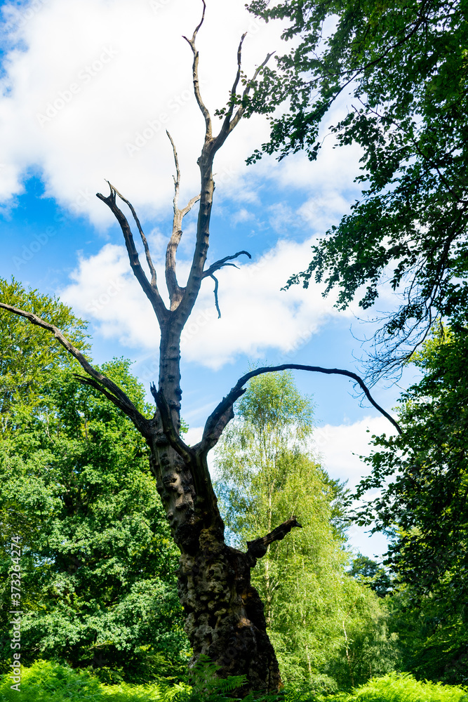 Huge dead old tree in New Forest in United Kingdom, beech tree in the ...