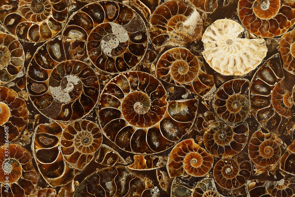 Pattern of fossilized Ammonites - ancient molluscs of the order ...