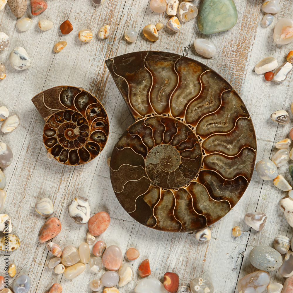A couple of fossilized Ammonites - ancient molluscs of the order ...