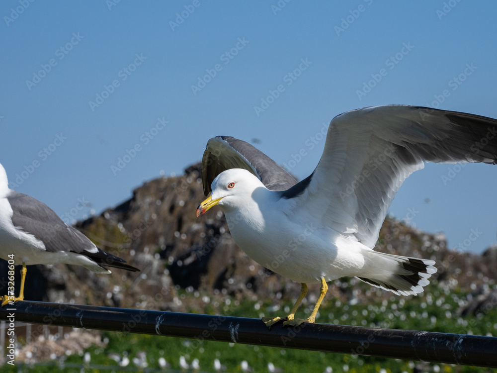 Black-tailed gull at Kabushima, in Hachinohe, Aomori, Japan. Stock ...
