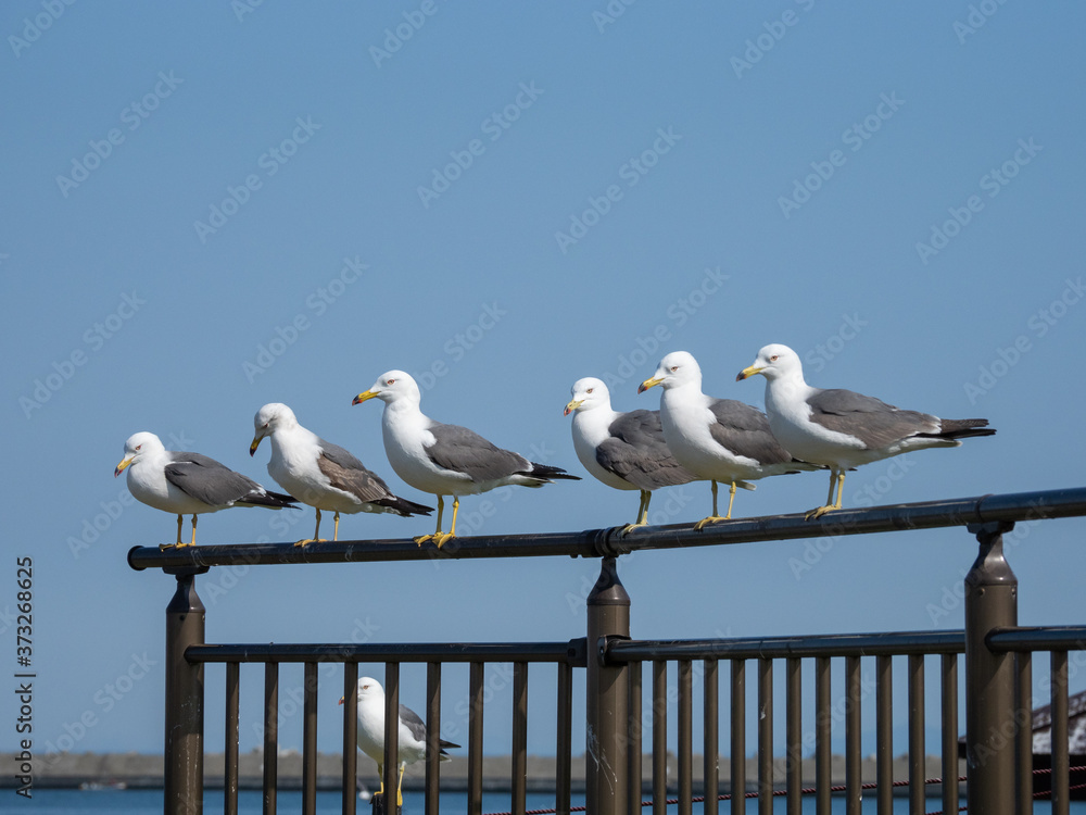 Black-tailed gulls at Kabushima, in Hachinohe, Aomori, Japan. Stock ...