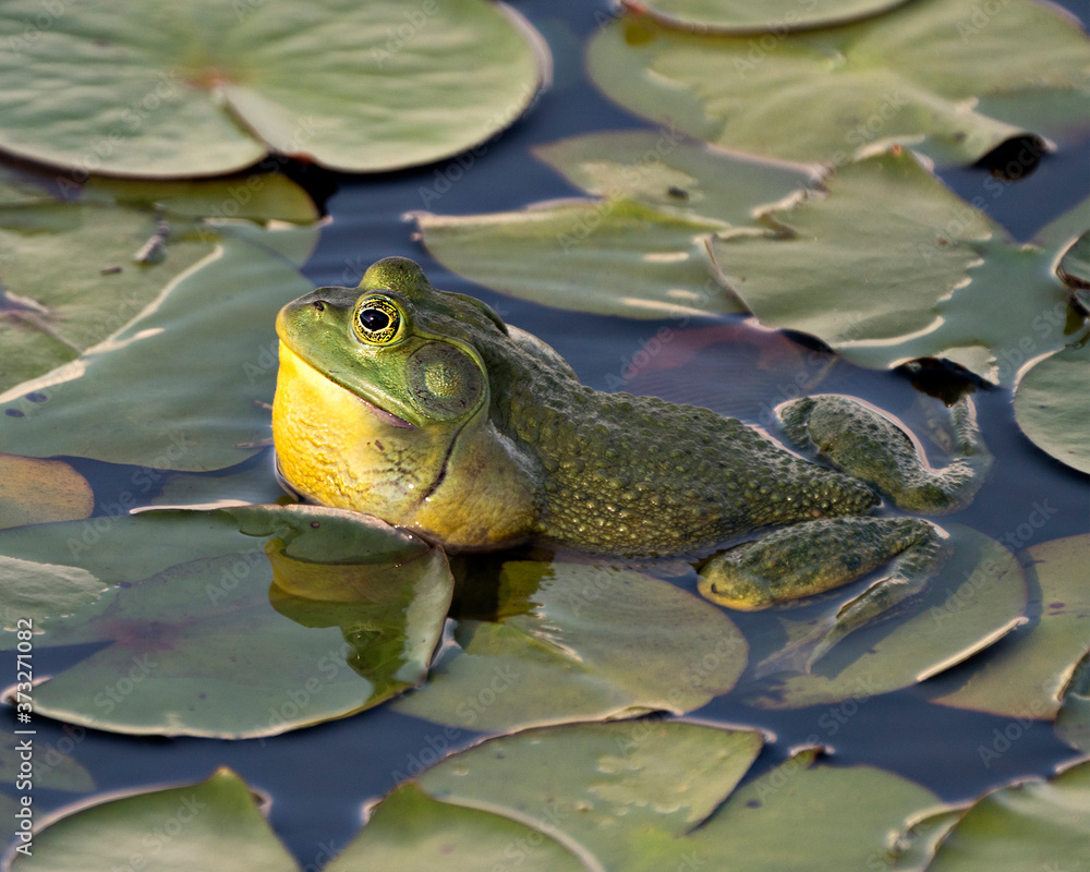 Frog photo stock. Frog sitting on a water lily leaf in the water ...