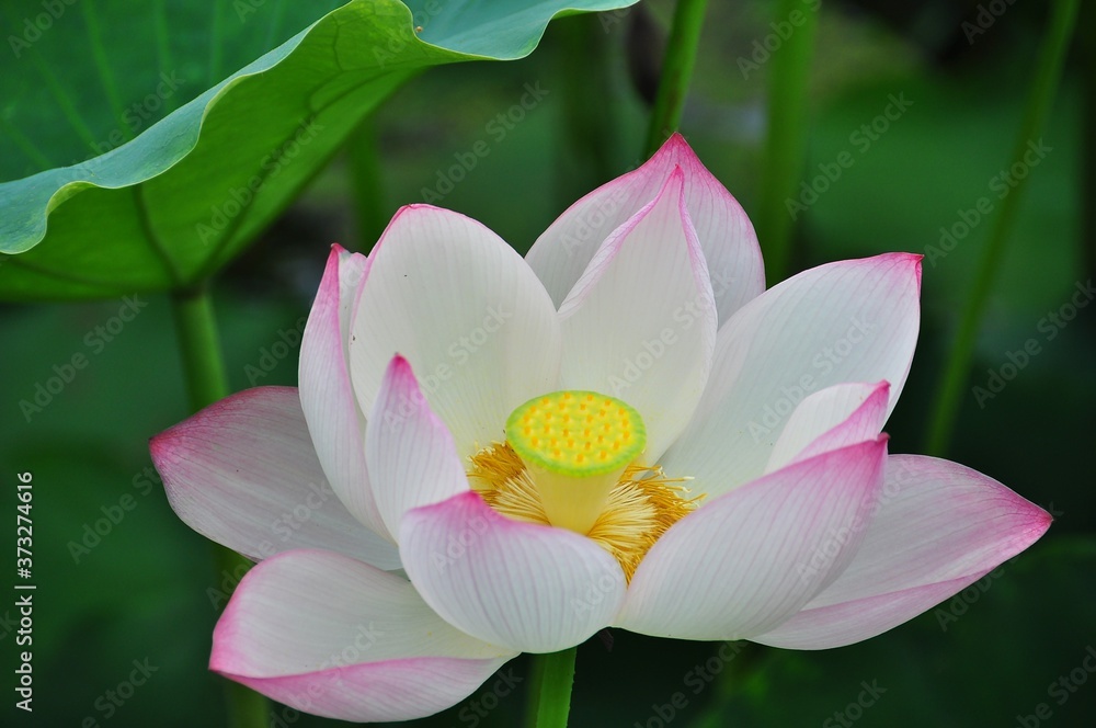 Lotus is the water plant. It has broad floating leaves and bright ...
