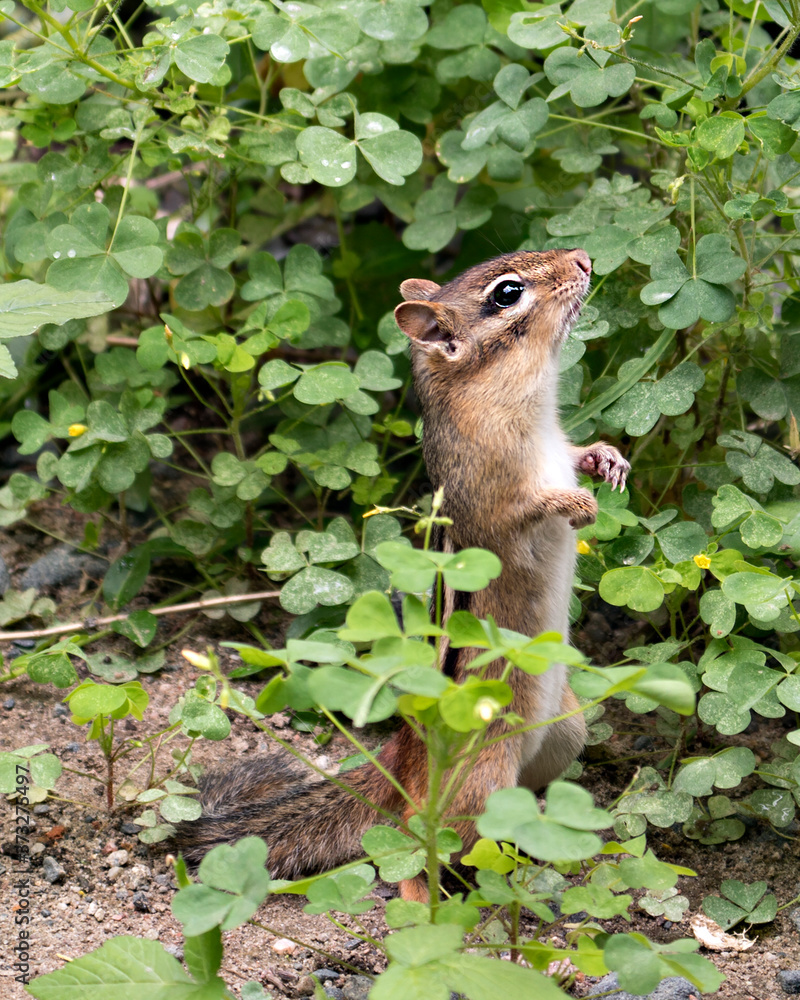 Chipmunk stock photos. Picture. Portrait. Image. Close-up standing on ...