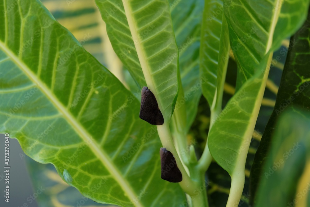 Ricanula sublimata is a small and common fulgoroidea planthopper from ...