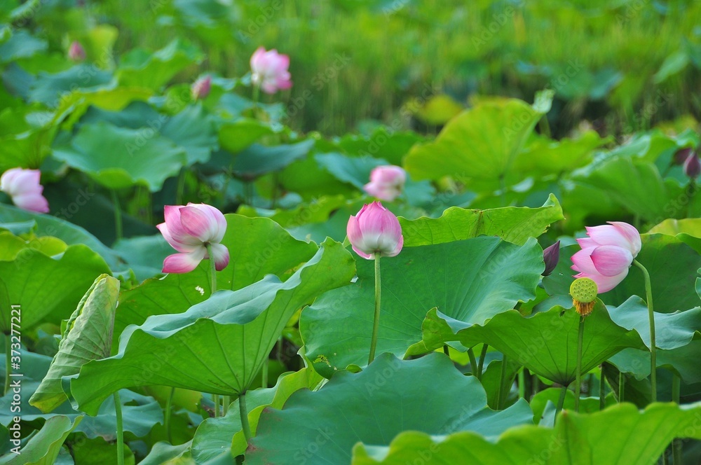 Lotus is the water plant. It has broad floating leaves and bright ...