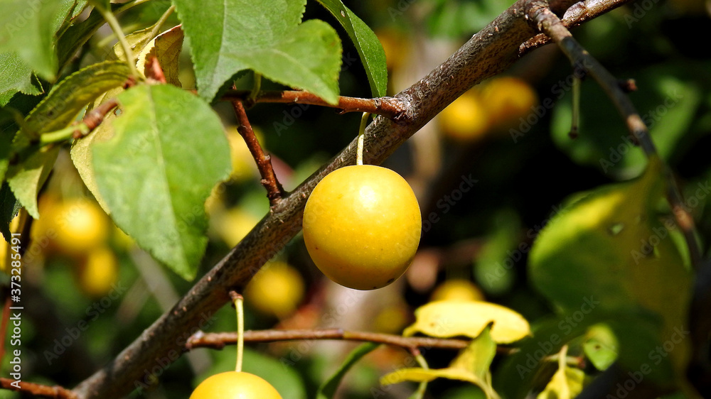 fruits of a wild fruit tree called mirabelka plum next to a dirt road ...