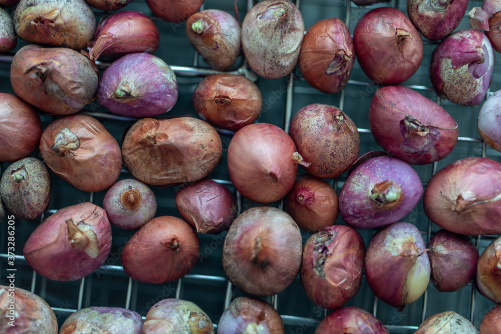 Seeding onion roots to study mitosis cells in Laboratory. Stock Photo ...