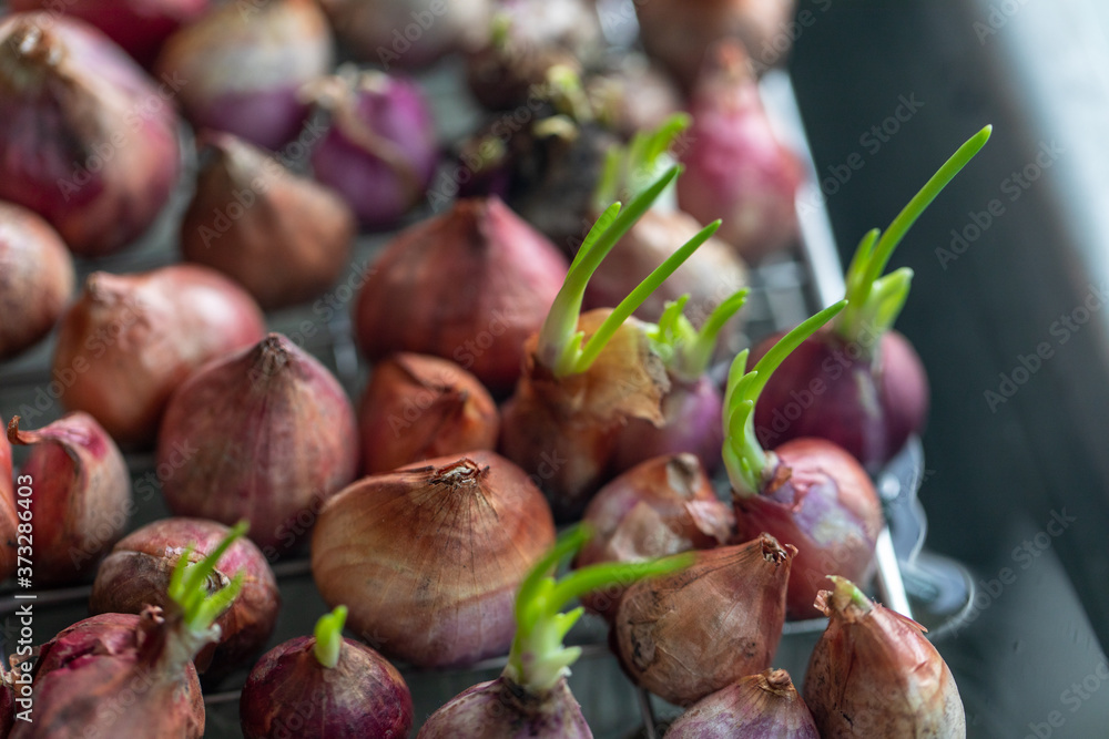 Seeding onion roots to study mitosis cells in Laboratory. Stock Photo ...