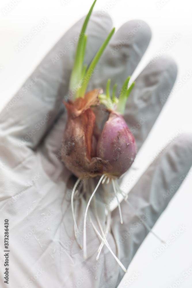 Seeding onion roots to study mitosis cells in Laboratory. Stock Photo ...