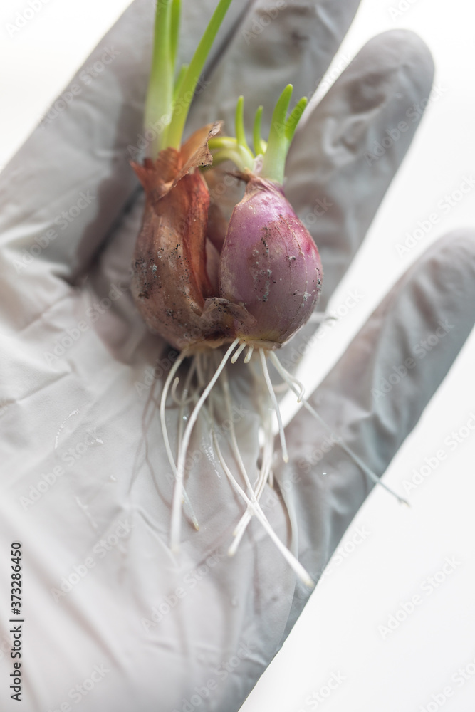 Seeding onion roots to study mitosis cells in Laboratory. Stock Photo ...