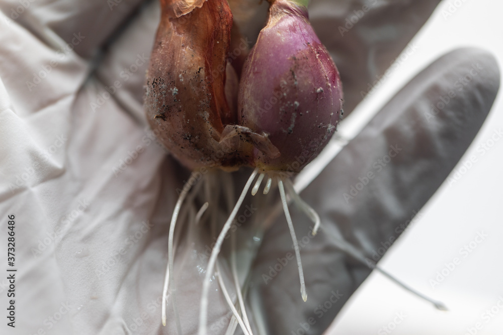 Seeding onion roots to study mitosis cells in Laboratory. Stock Photo ...