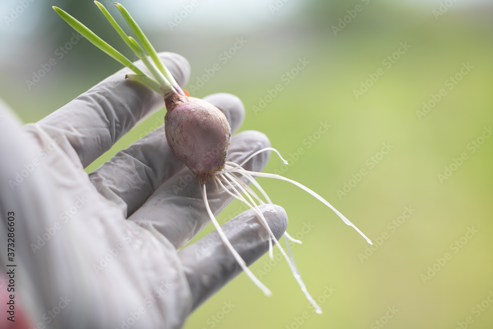 Seeding onion roots to study mitosis cells in Laboratory. Stock Photo ...