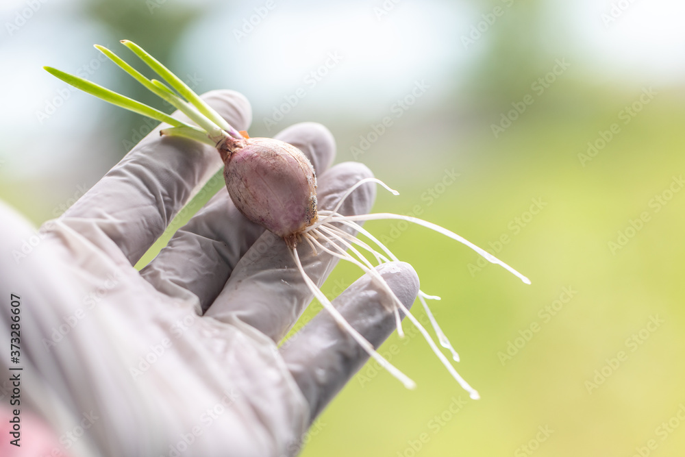 Seeding onion roots to study mitosis cells in Laboratory. Stock Photo ...