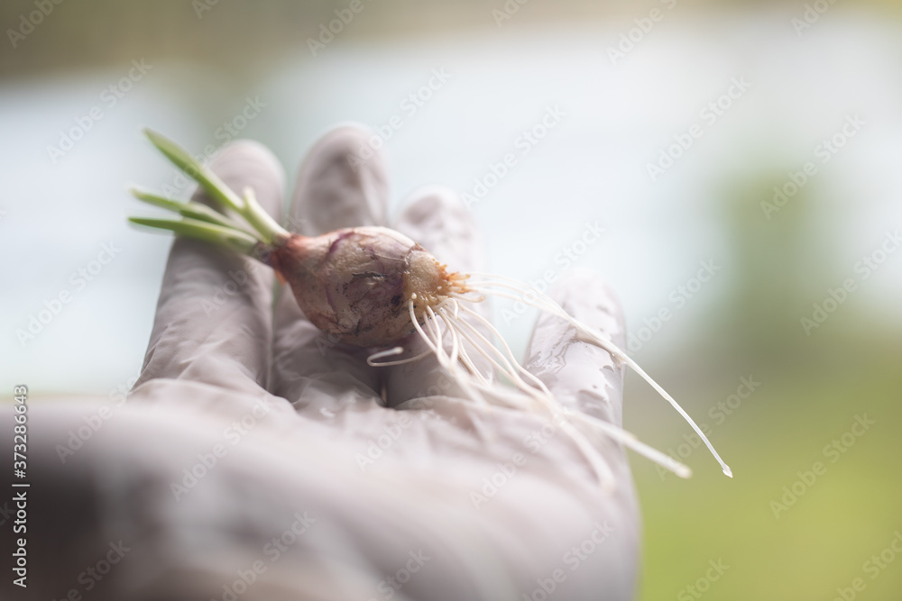 Seeding onion roots to study mitosis cells in Laboratory. Stock Photo ...