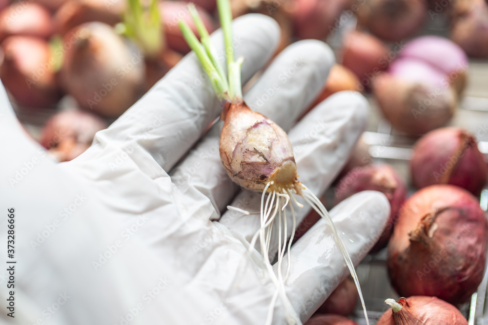 Seeding onion roots to study mitosis cells in Laboratory. Stock Photo ...