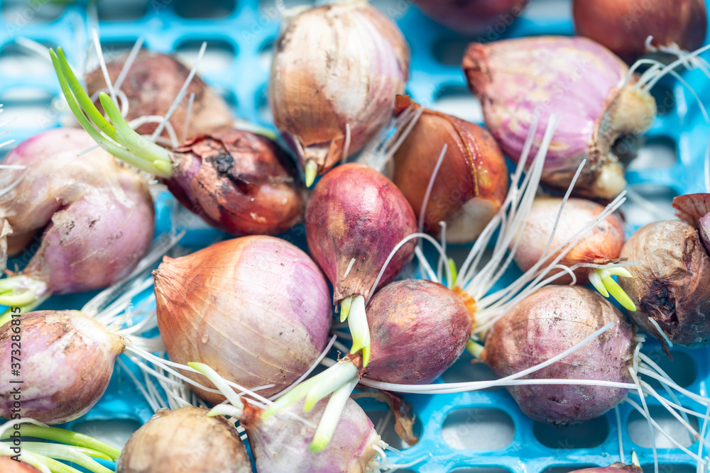 Seeding onion roots to study mitosis cells in Laboratory. Stock Photo ...