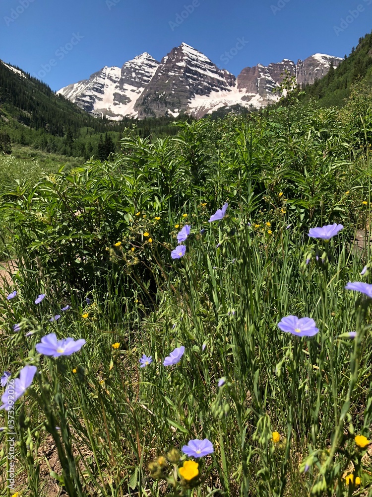 Purple, Blue and Green Colors of Maroon Bells with mountain blossoms in ...