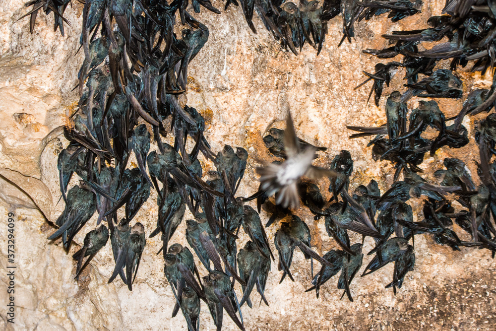Extraordinary birds Oilbird Steatornis caripensis in its natural ...