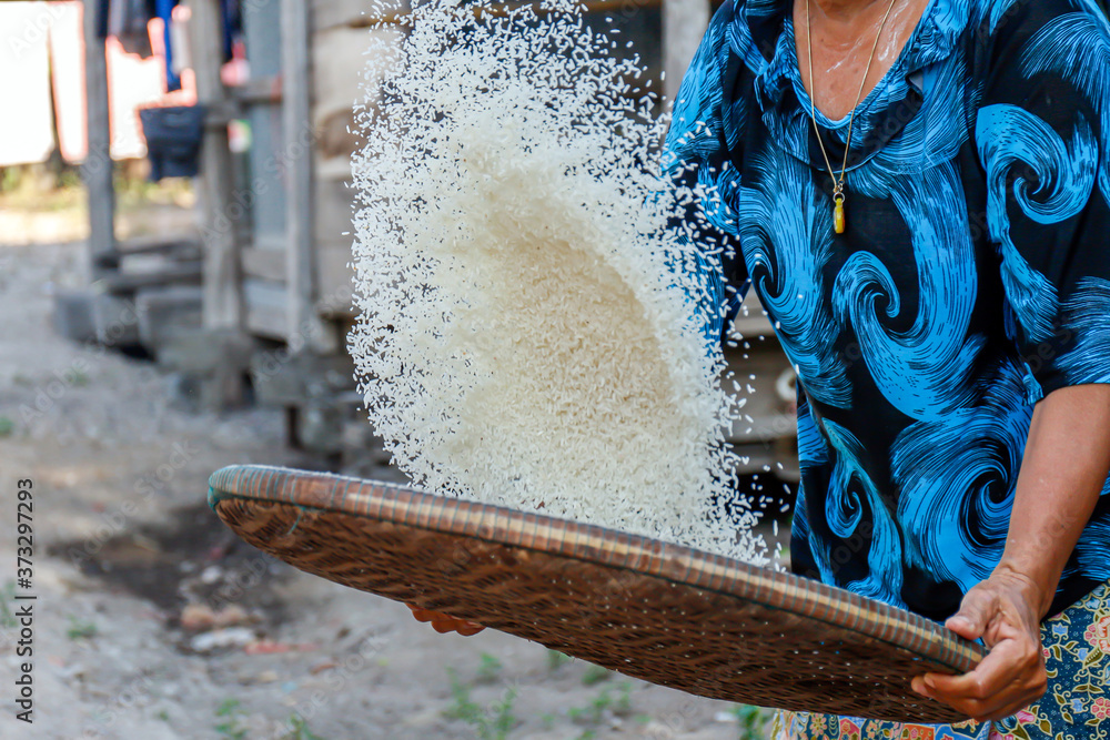 rice grain with threshing basket in the hands farmer, rice production ...