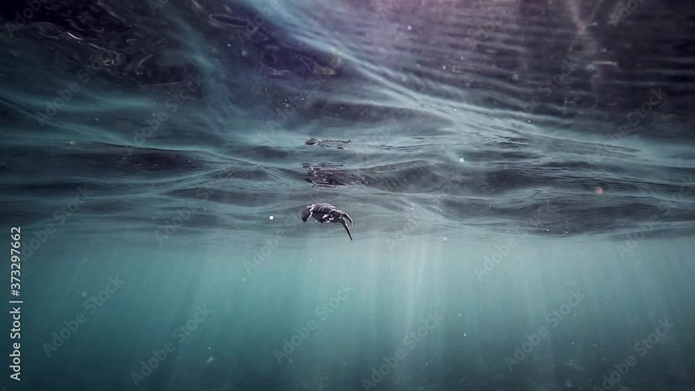 Baby Sea Turtle Swimming Above The Coral Reefs With Sunlight Breaking ...