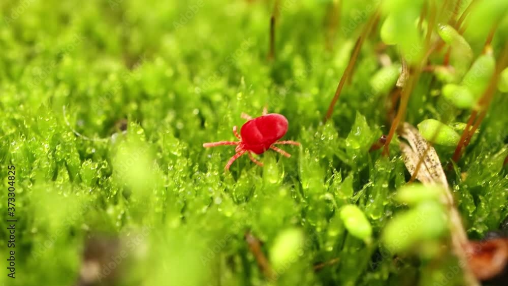 Trombidiidae, known as red velvet mites, true velvet mites, or rain ...