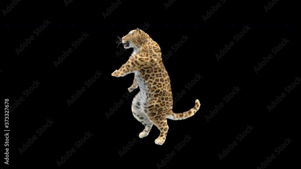 Leopard Dancing CG fur, 3d rendering, animal realistic CGI VFX ...