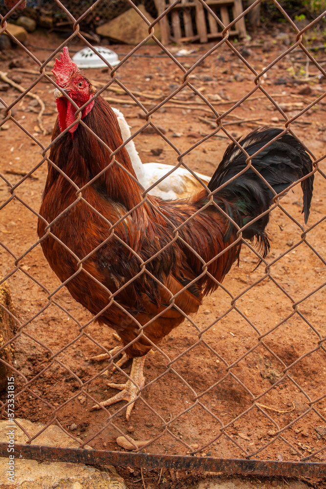 Gallo de rancho en granja corral malla cerca gallinero campo campestre ...