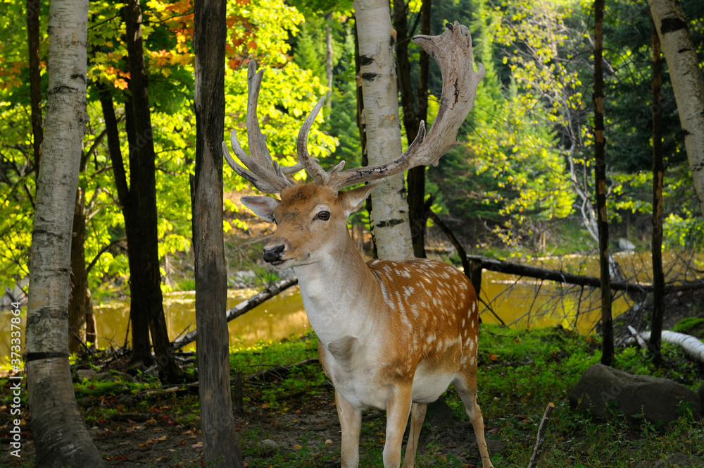 Fallow Deer buck with growing antlers in a forest by a river in a ...