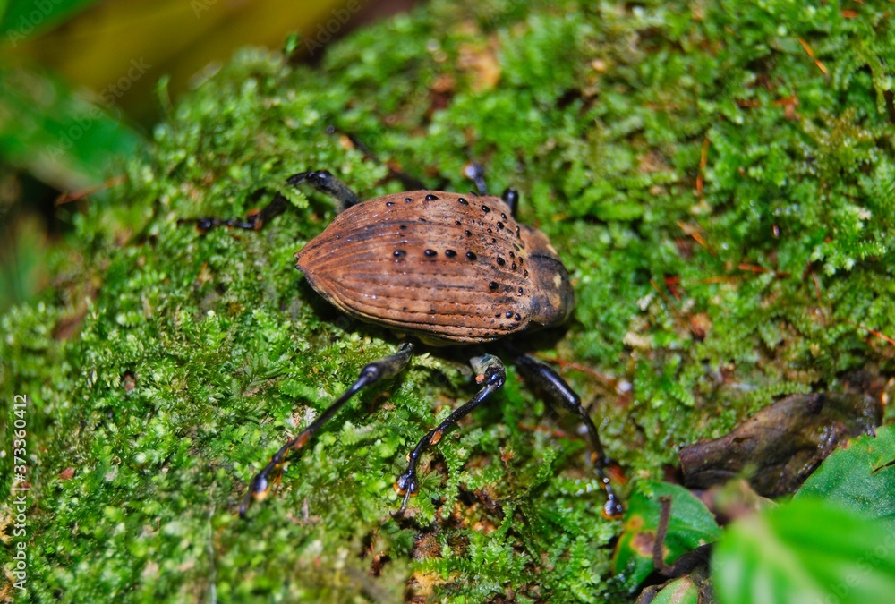 Insectos selva ecuatoriana, Ecuador Stock Photo | Adobe Stock