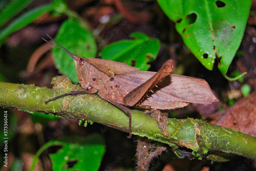 Insectos selva ecuatoriana, Ecuador Stock Photo | Adobe Stock