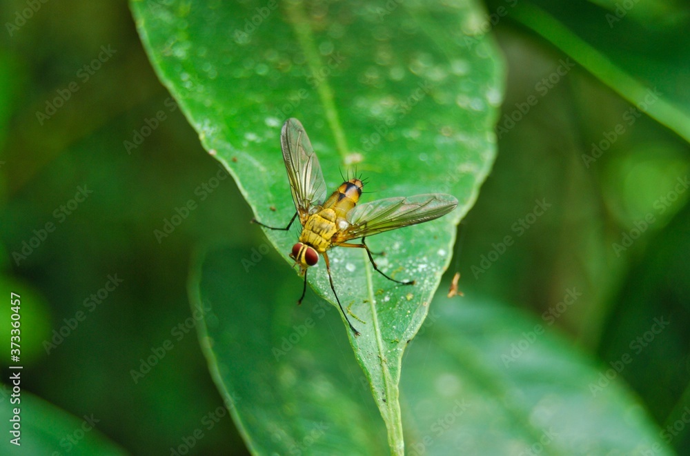 Insectos selva ecuatoriana, Ecuador Stock Photo | Adobe Stock