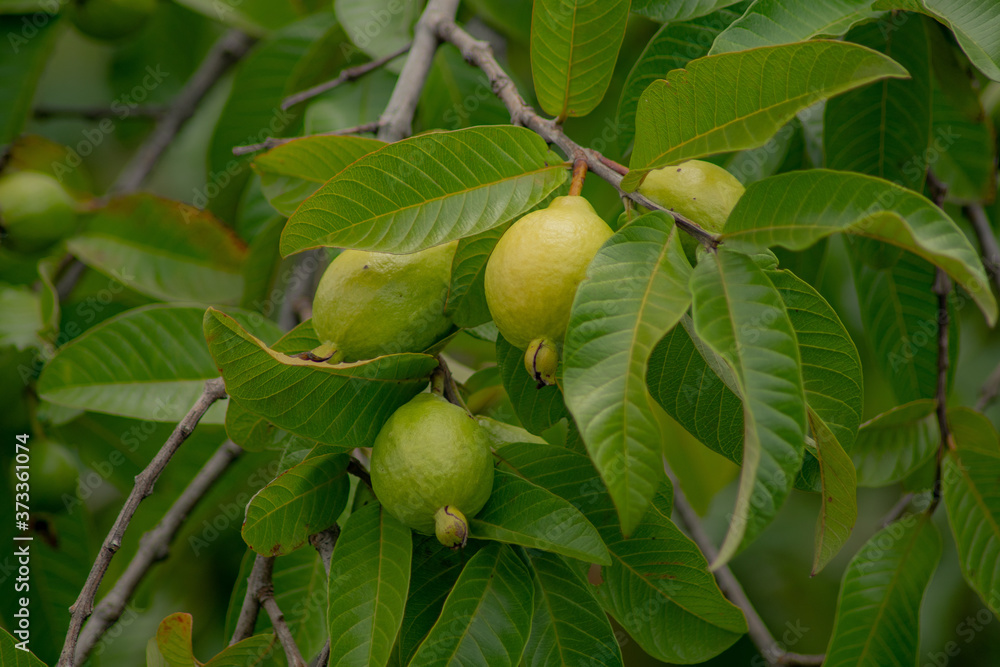 Guava tree ( Psidium guajava ) with three guavas between its branches Stock Photo | Adobe Stock