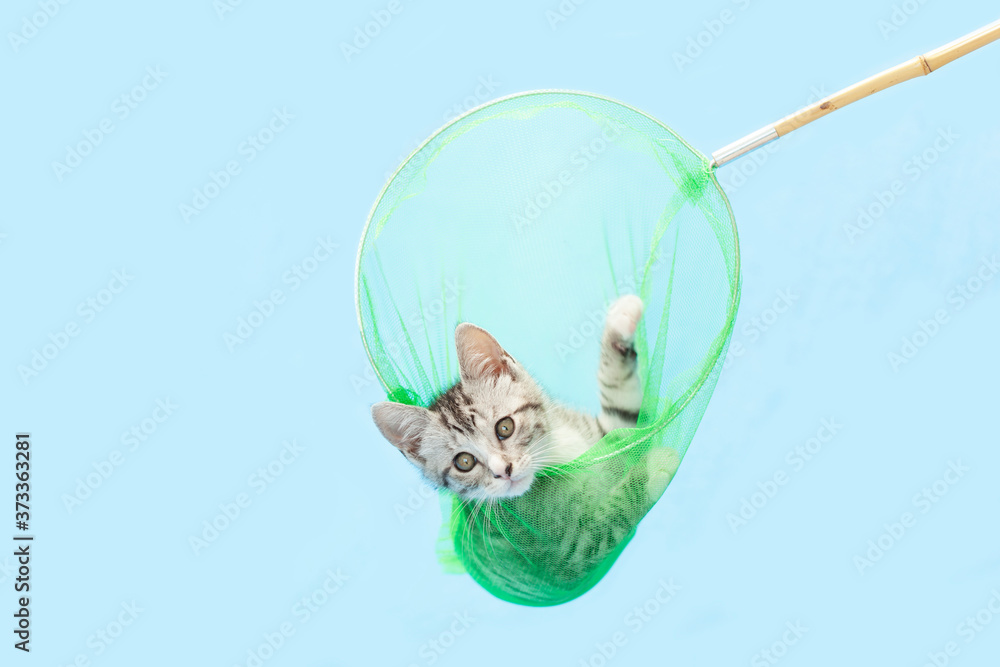 Gray and white tabby kitten stuck inside a green butterfly net that is ...