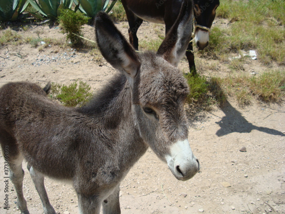 Cara de pollino o burrito Stock Photo | Adobe Stock