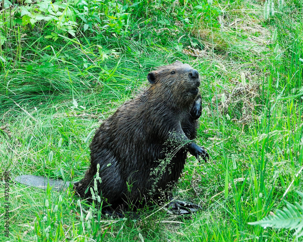 Beaver Stock Photos. Beaver close-up profile view in the field with ...